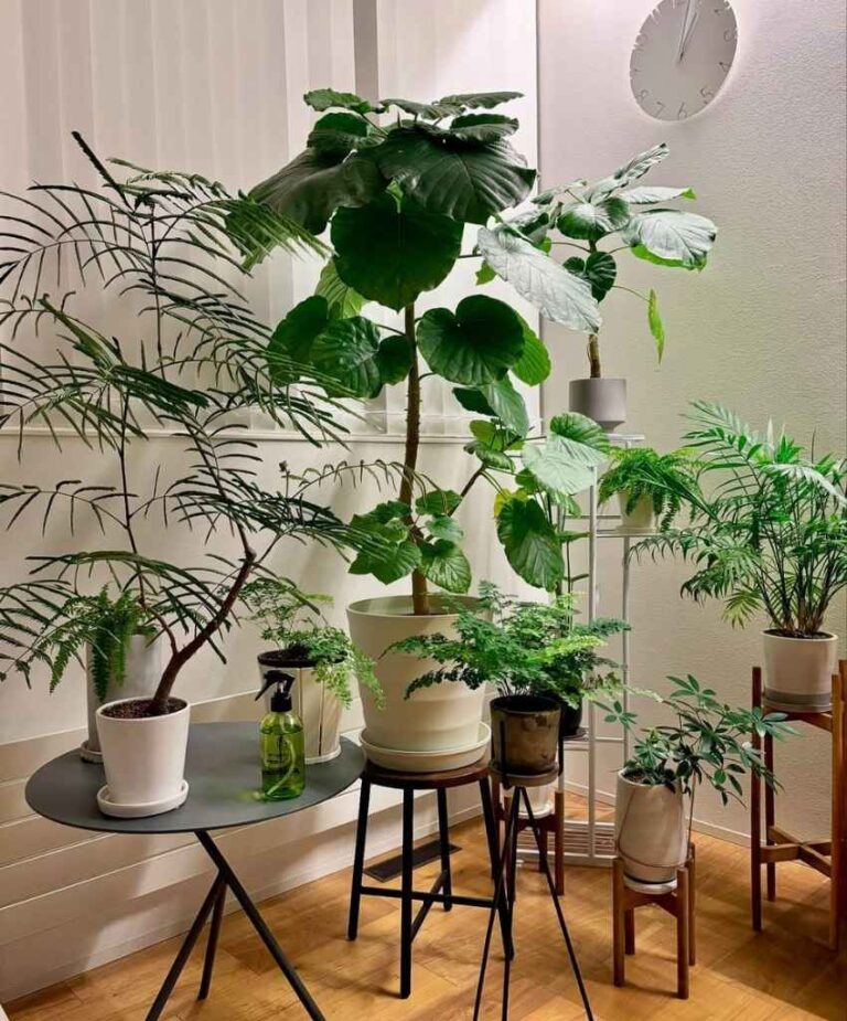 27 Gorgeous House Plant Display Ideas That Feel Fresh
